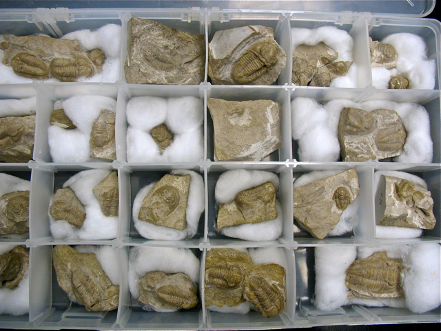 MAPS (Mid-America Paleontology Society) Sponsor of the Annual National ...